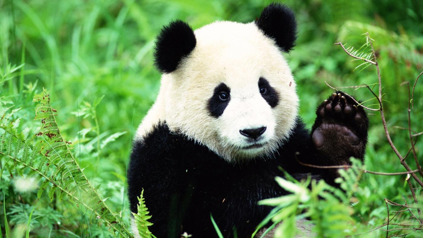 A Panda T bb Nem S lyosan Vesz lyeztetett Tisztaj v 